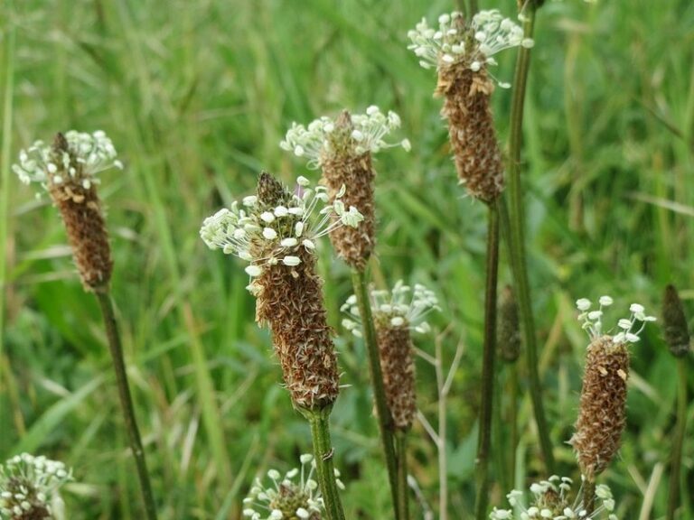 Le plantain, la plante des chemins - L'atelier des plantes sauvages